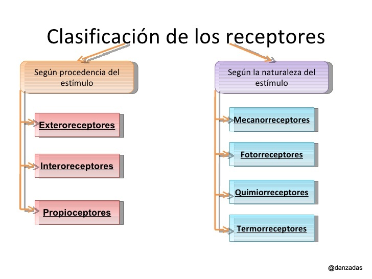Danzadas: La Propiocepción