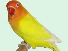 A Internacional Pássaros: Agapornes