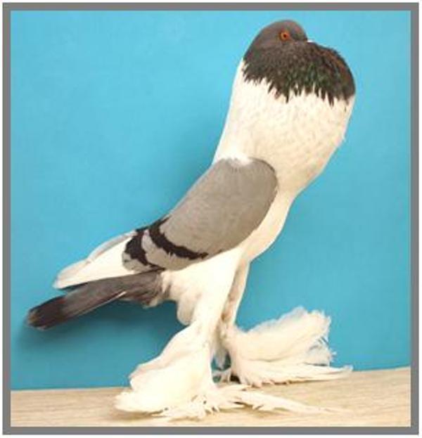 Lower Bavarian Cropper | BD PIGEONS