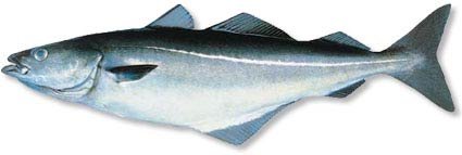 Coalfish cakes - the new black