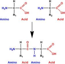 World of Biochemistry (blog about biochemistry): Amide group