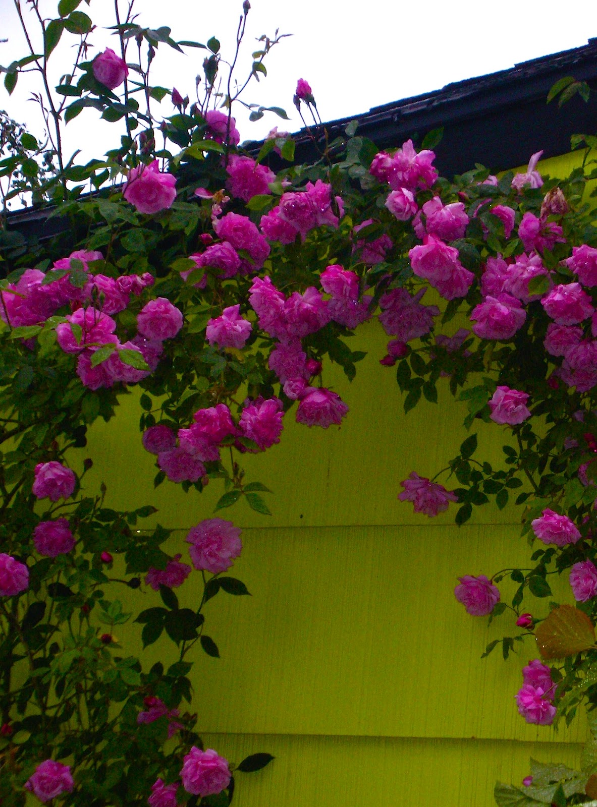 Dig IT Vera Johnson: Old/Antique Roses- why you should be growing them