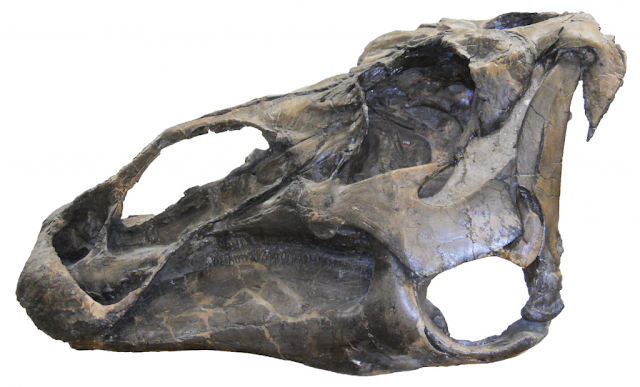 Paleontologists reappraise description of duck billed hadrosaurs ...