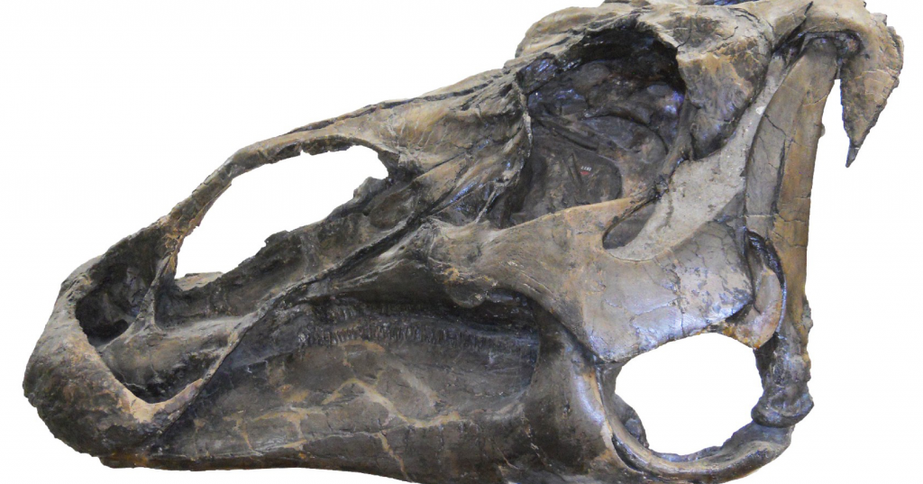 Paleontologists reappraise description of duck billed hadrosaurs ...