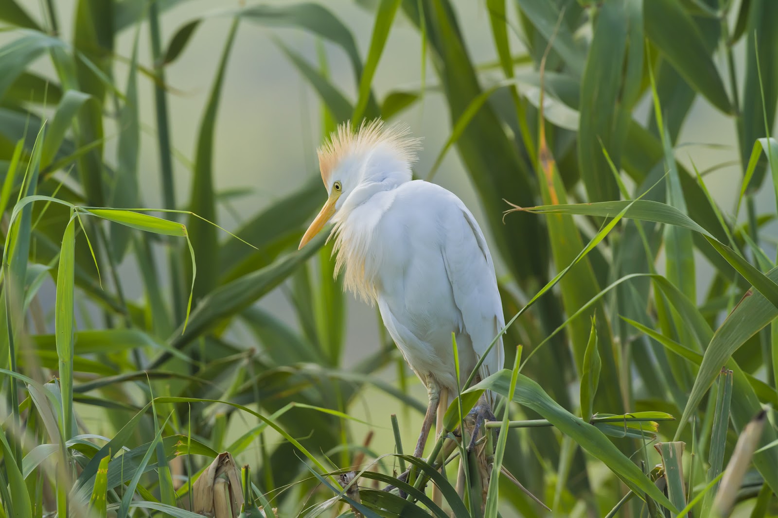 Catchlight fotografia de naturaleza: Una de garzas