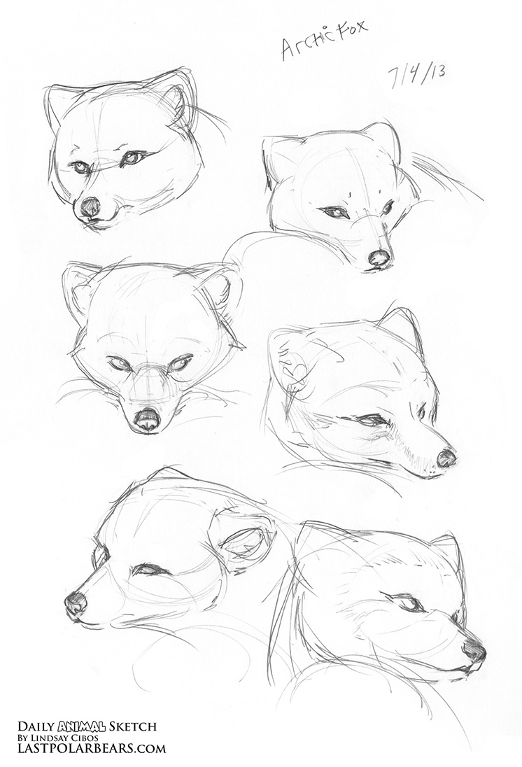 Lindsay Cibos' Art Blog: Daily Animal Sketch - Arctic Bundle