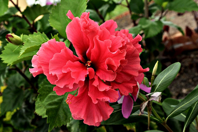 KEMBARA ALAM AADK: Bunga Raya - Bunga Kebangsaan Malaysia