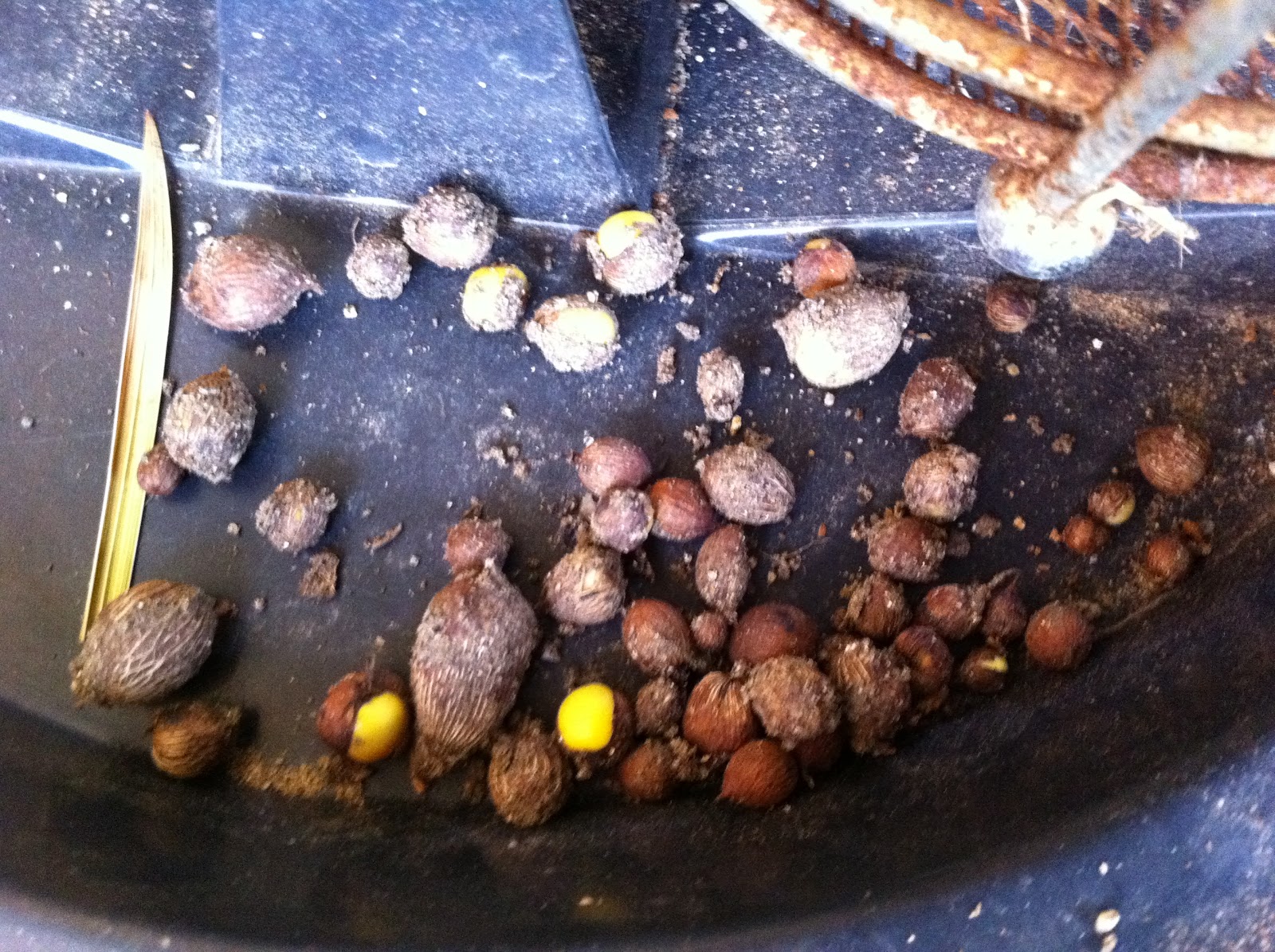 My Experimental Garden: Special harvest: gladiolus corm and cormels