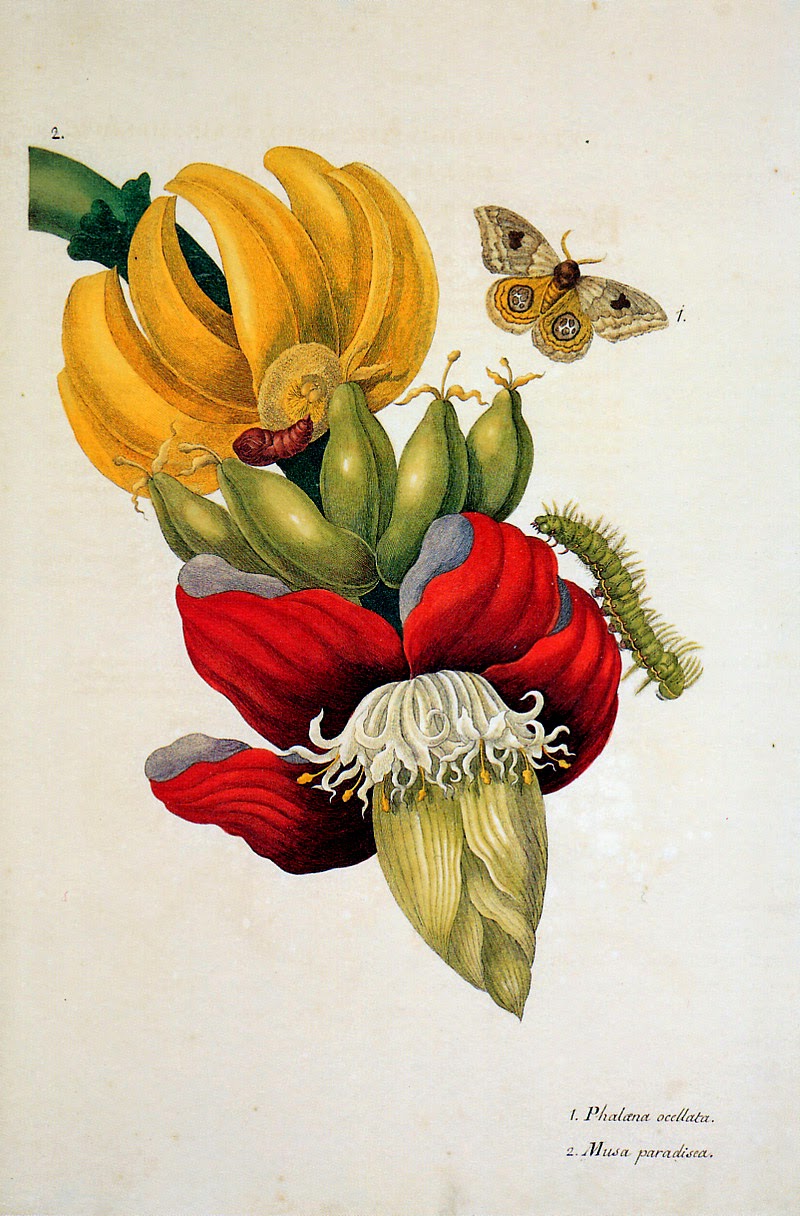 Mujeres pintoras: Maria Sibylla Merian (1647-1717)