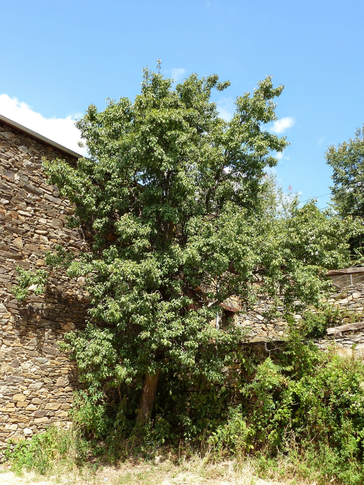 Árboles con alma: Peral. Perera. (Pyrus communis)