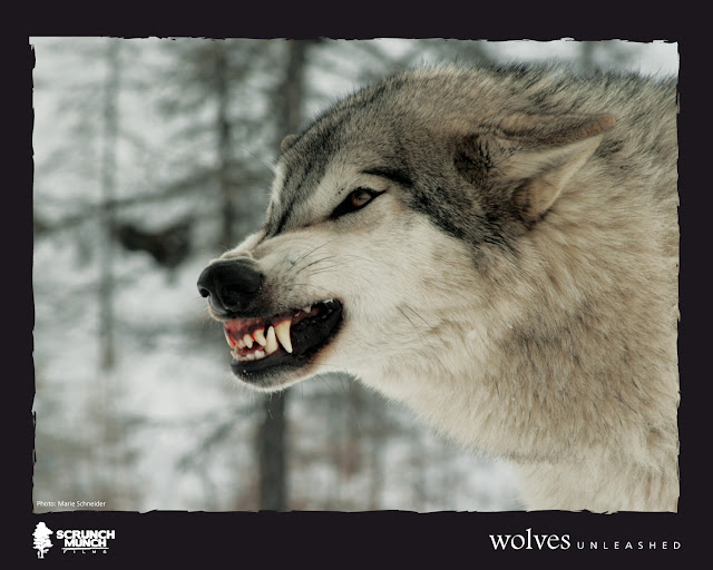White Wolf : Wolves Unleashed - Finally a movie about wolves that tells ...