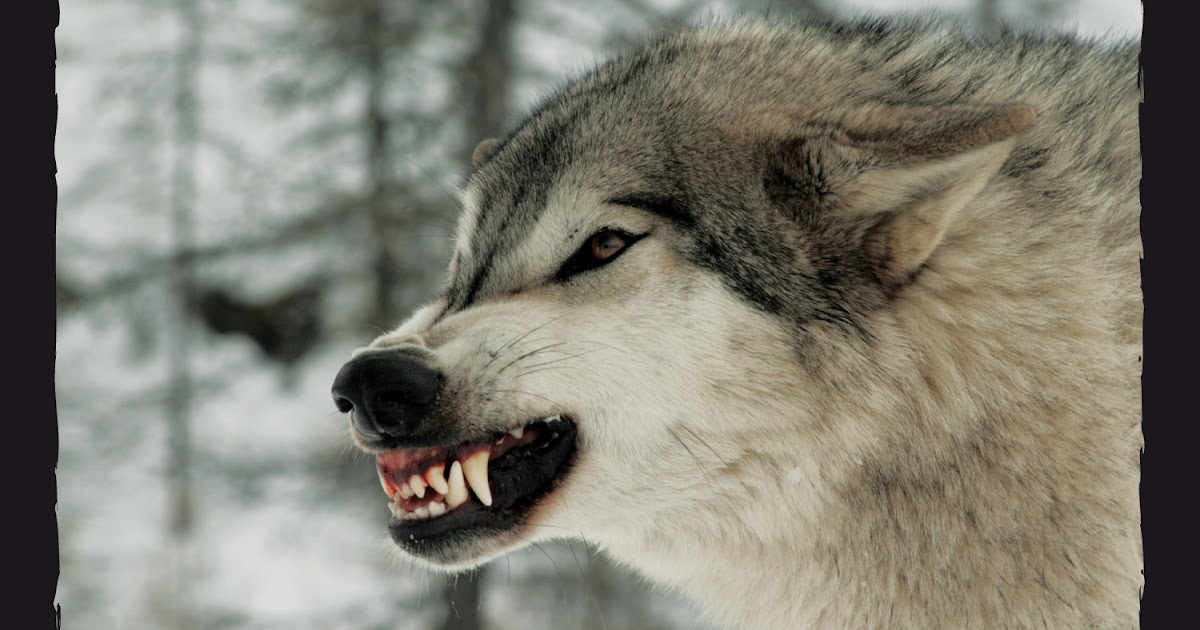 White Wolf : Wolves Unleashed - Finally a movie about wolves that tells ...