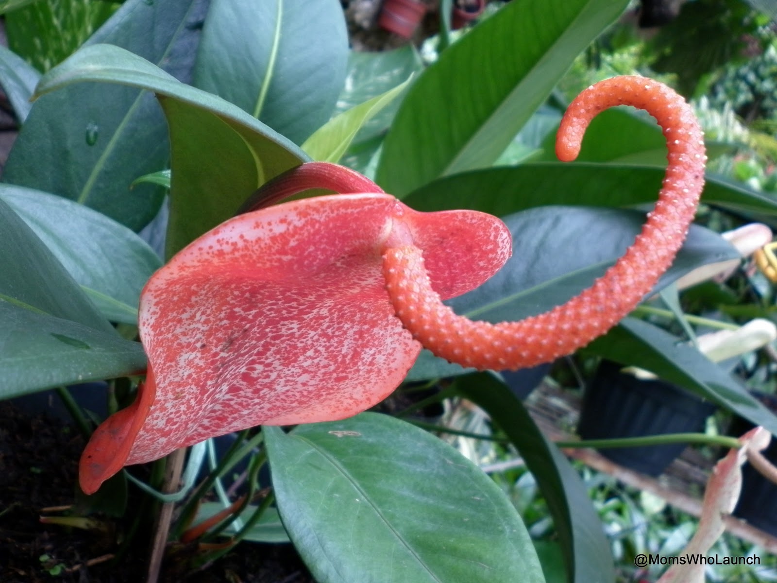 Flamingo Flower - Anthurium scherzerianum | Eileen First Interest ...
