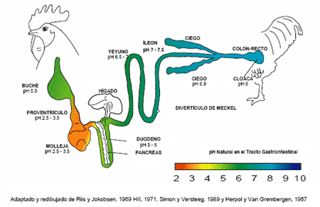 El aparato digestivo la gallina con sus nombres - Imagui