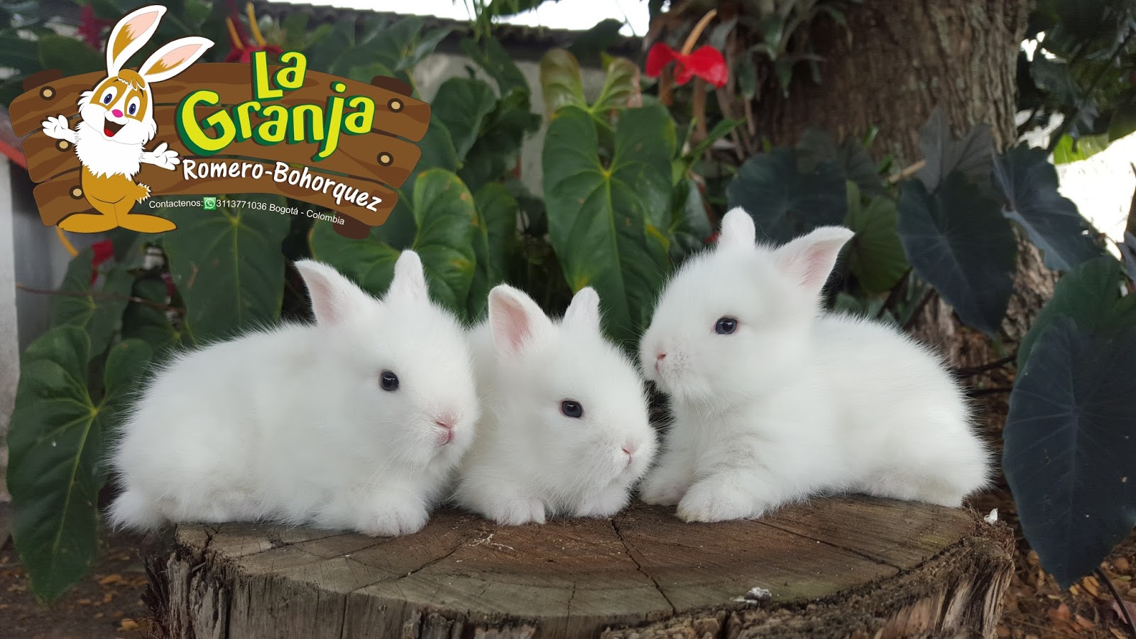 Conejos Cabeza de León / Lion head: Disponibles Conejos Cabeza de León ...