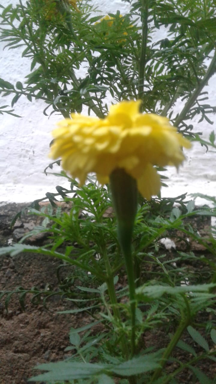 Flor de Muerto - Plantas de mi Jardín