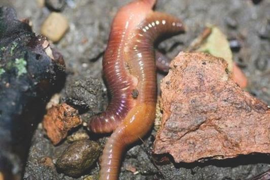 REPRODUKSI CACING TANAH (ANATOMI) - VERMIKULTUR