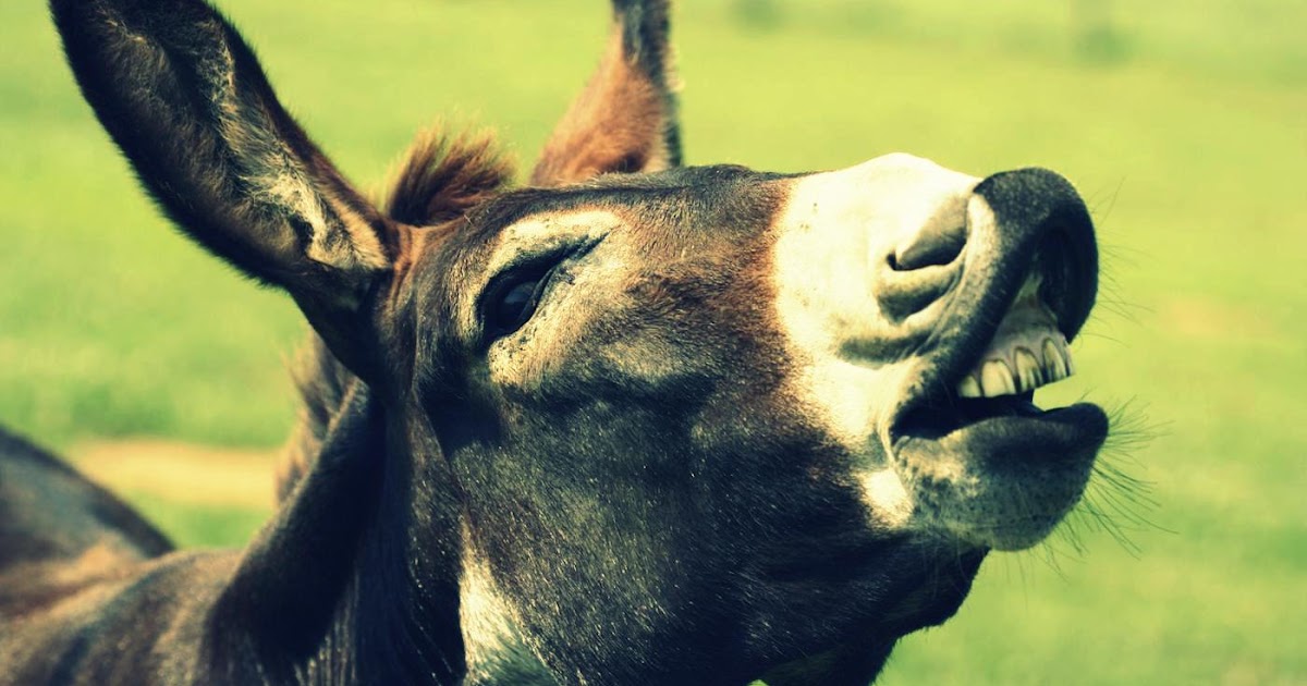 crumbs of wisdom: The Donkey at the Gates of the Kingdom of Heaven