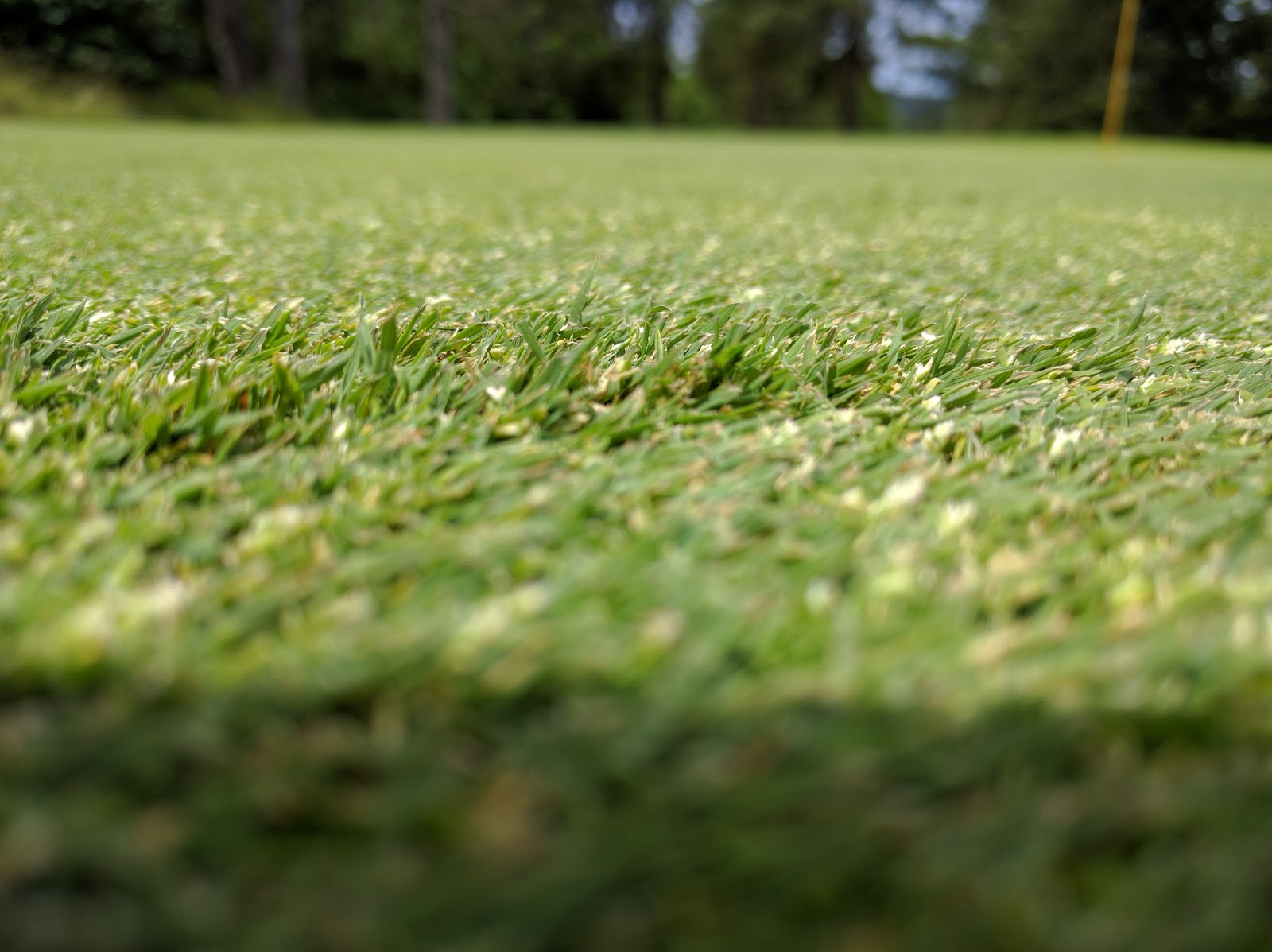 Promoting Bentgrass Grain