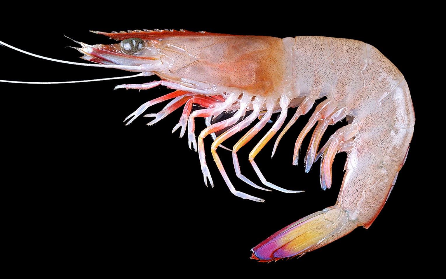 The Aquaculturists: 30/03/2015: Angola's deepwater shrimp biomass ...