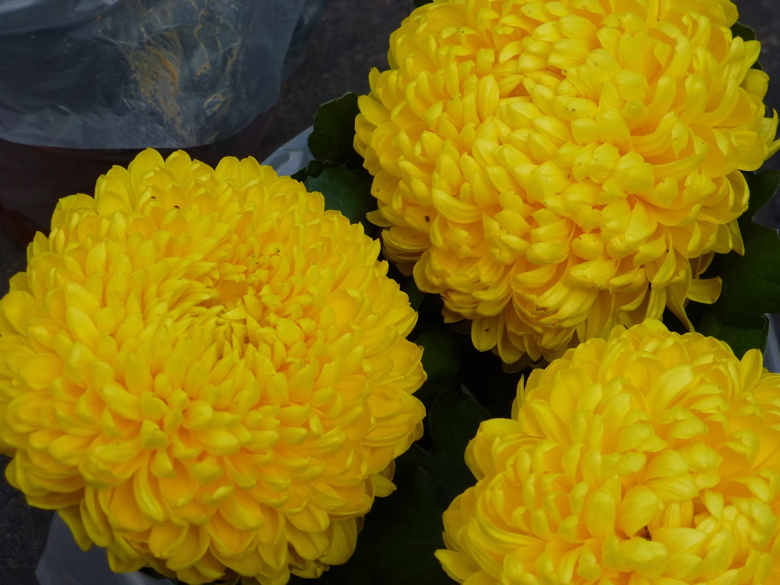 Les Amis de Beauford Delaney: 2013