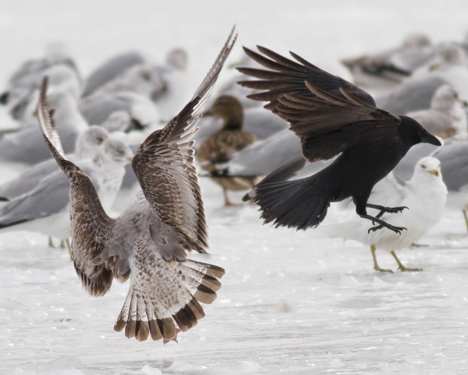 The State of Mind: Saving the Crows