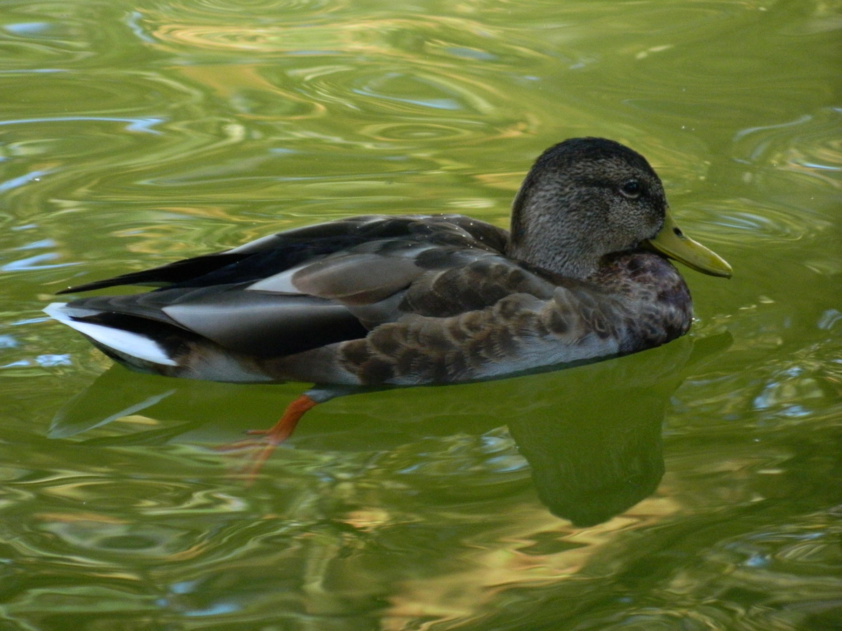 LA MULTI ANI, ROMANIA!: Rate pe lac