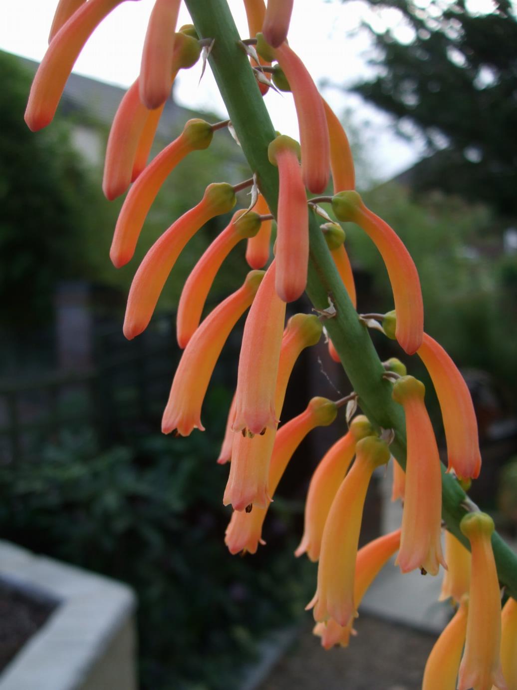 Alternative Eden Exotic Garden: Autumn Buzz