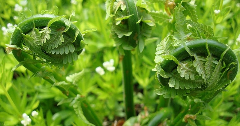 Stories from the Wigwam: The "Good Magic" of Fiddleheads
