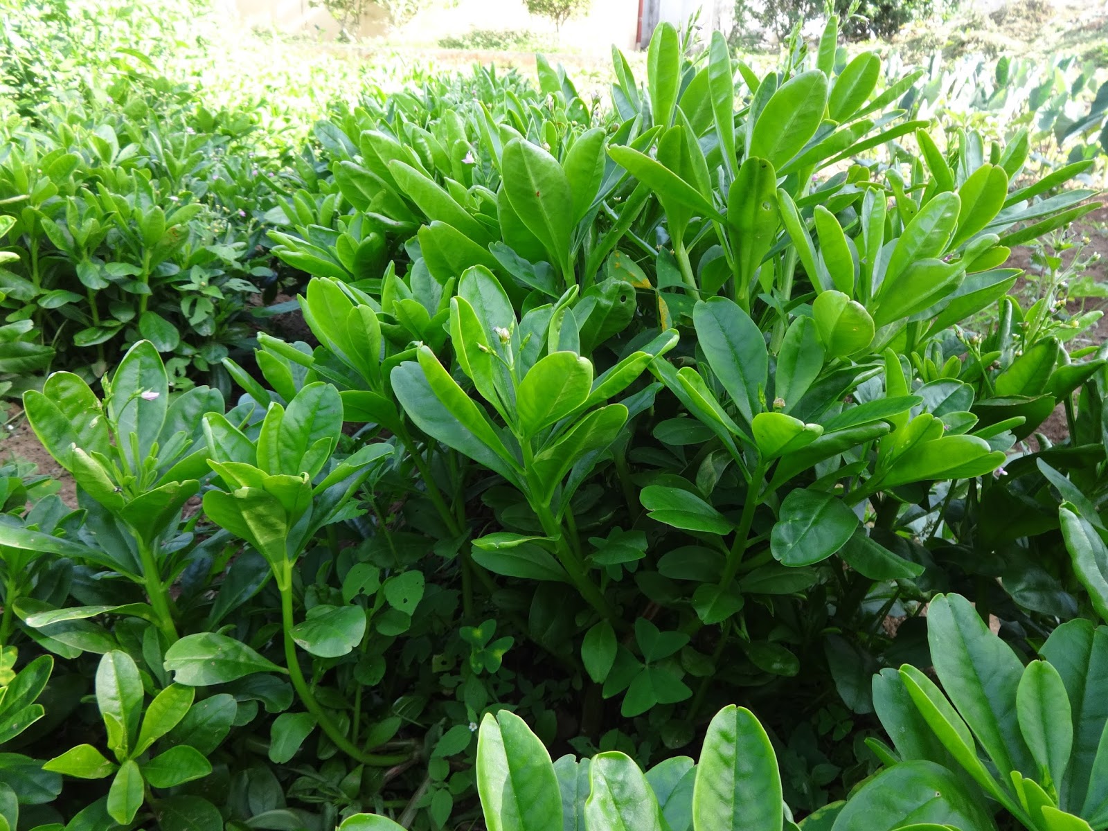 Herbs from Distant Lands: Talinum triangulare - Philippine Spinach ...