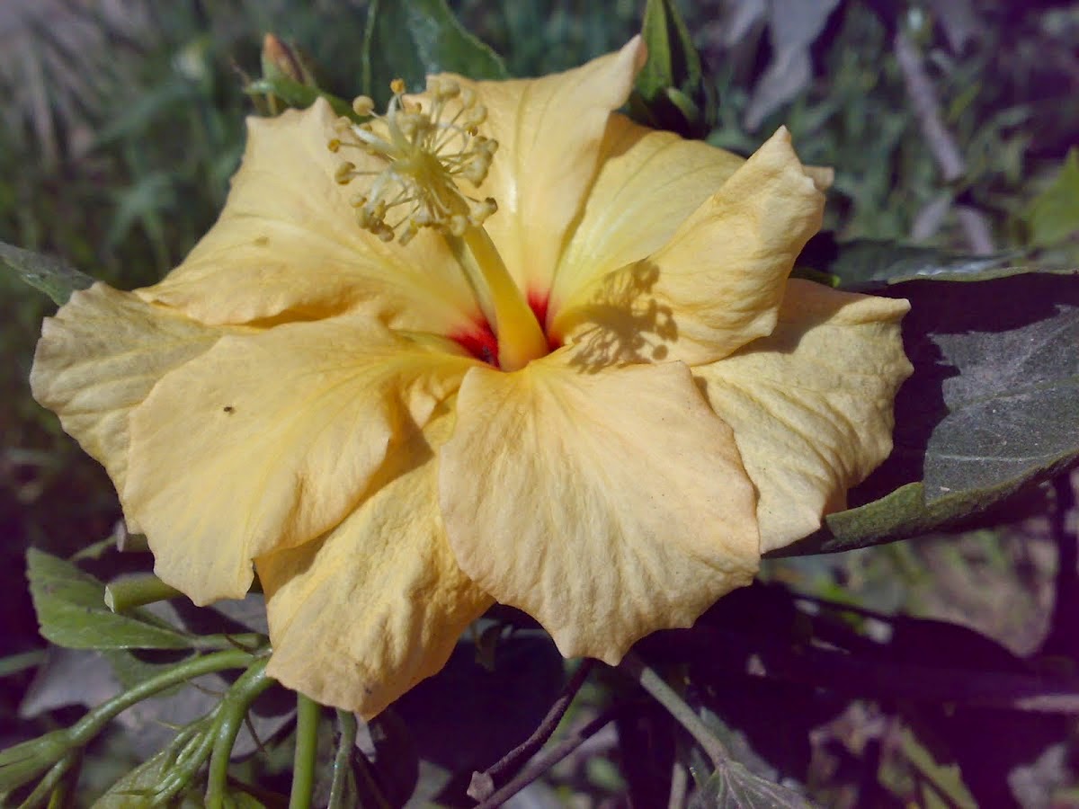 Health,Disease and Genetics: Gudhal flower – Medicinal value