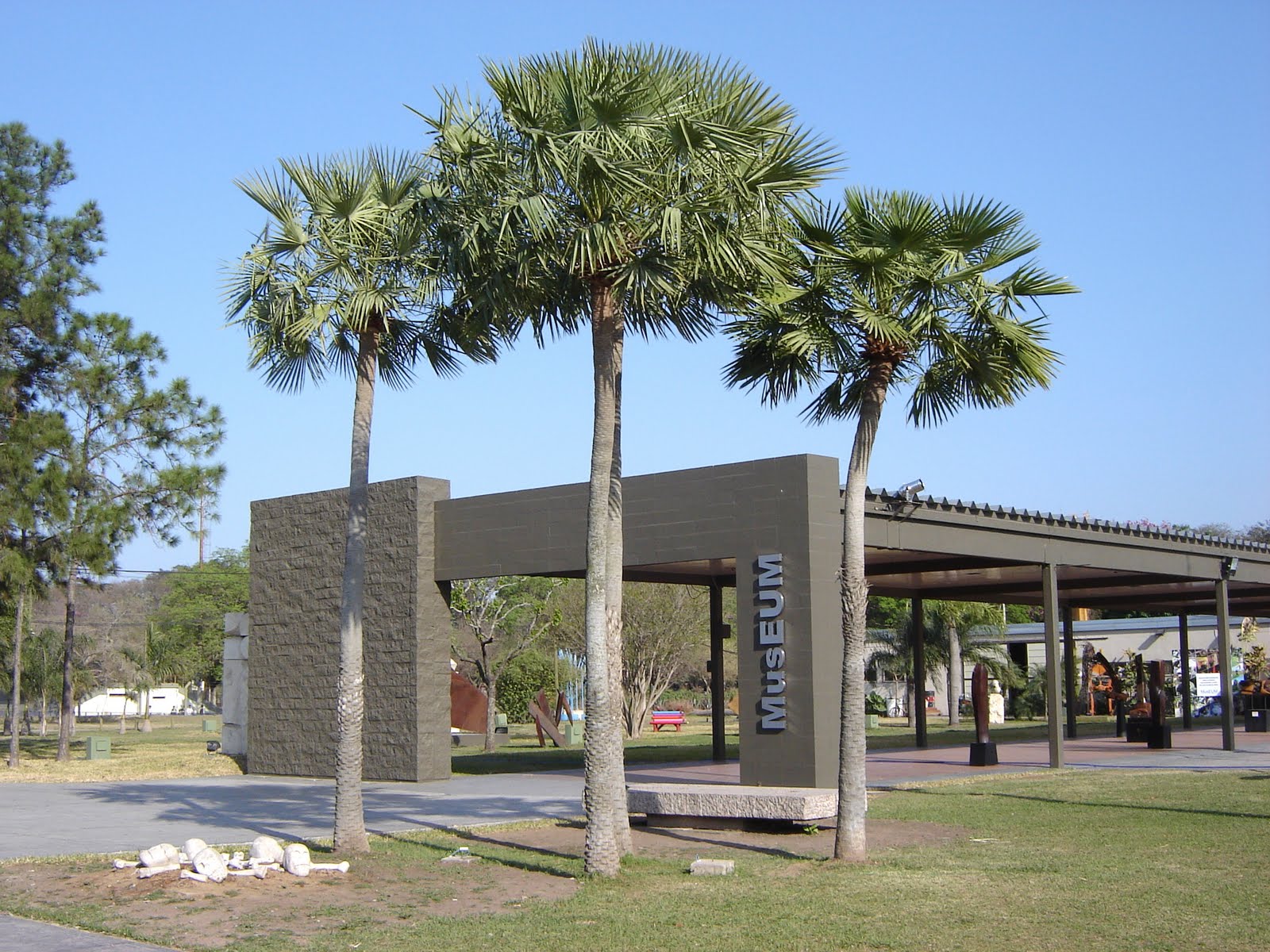 v e r d e c h a c o: Palmera Caranday