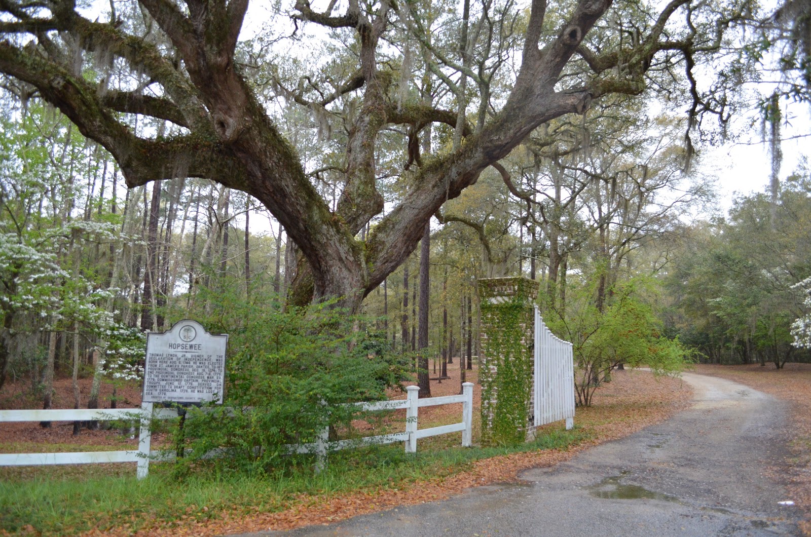 Discovering Hidden South Carolina: One Wednesday at a Time: Hopsewee ...