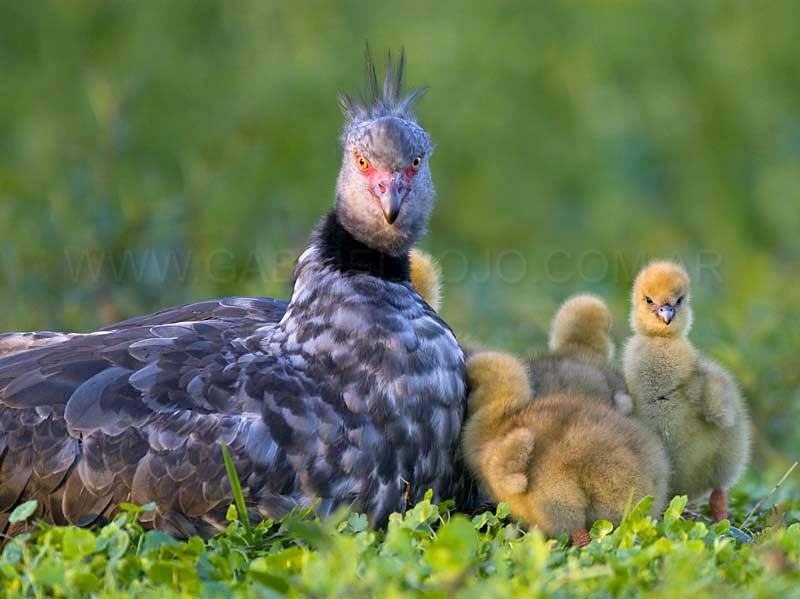 Cultura Guaraní: El Chajá