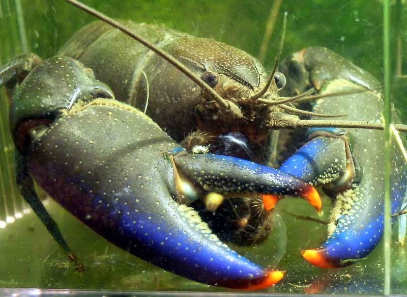 Cherax Depressus | Crayfish Club