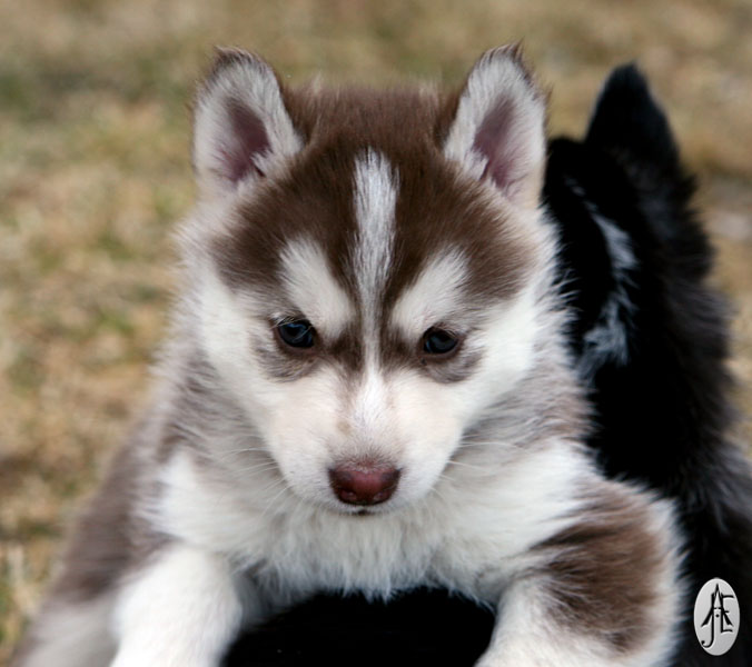 Snøfrost Siberian Husky & Kimburu Bengals: Valpene vokser