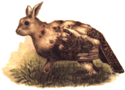 Kriptozoológia: Skvader