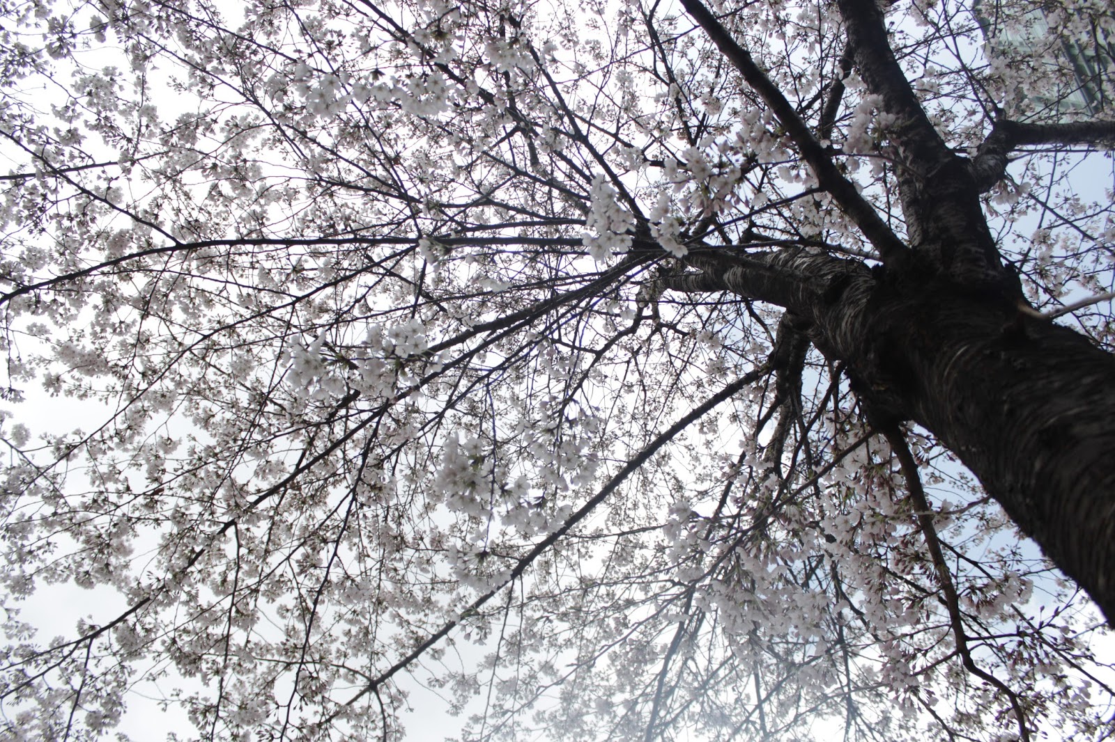 Best Cherry Blossom Spots in Korea - Saranghae Korea