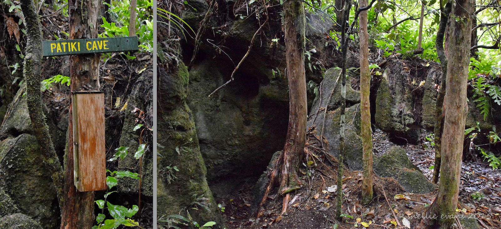 Two Go Tiki Touring: Blowhard Bush & a Tomtit