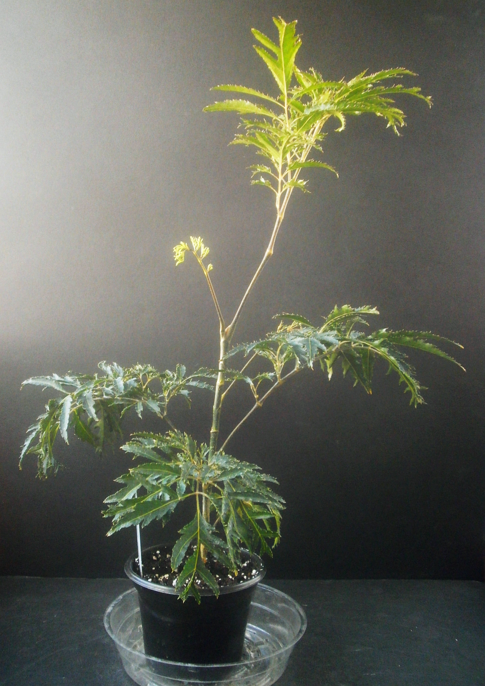 Plants are the Strangest People: Unfinished business: Polyscias seedlings