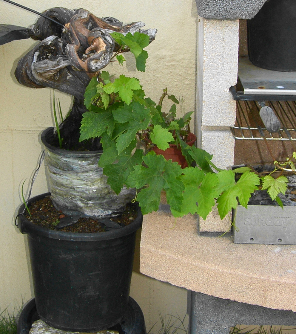 VER CON MIS OJOS. LA MIRADA DE CARTHAGO.: Limpieza de madera y ...
