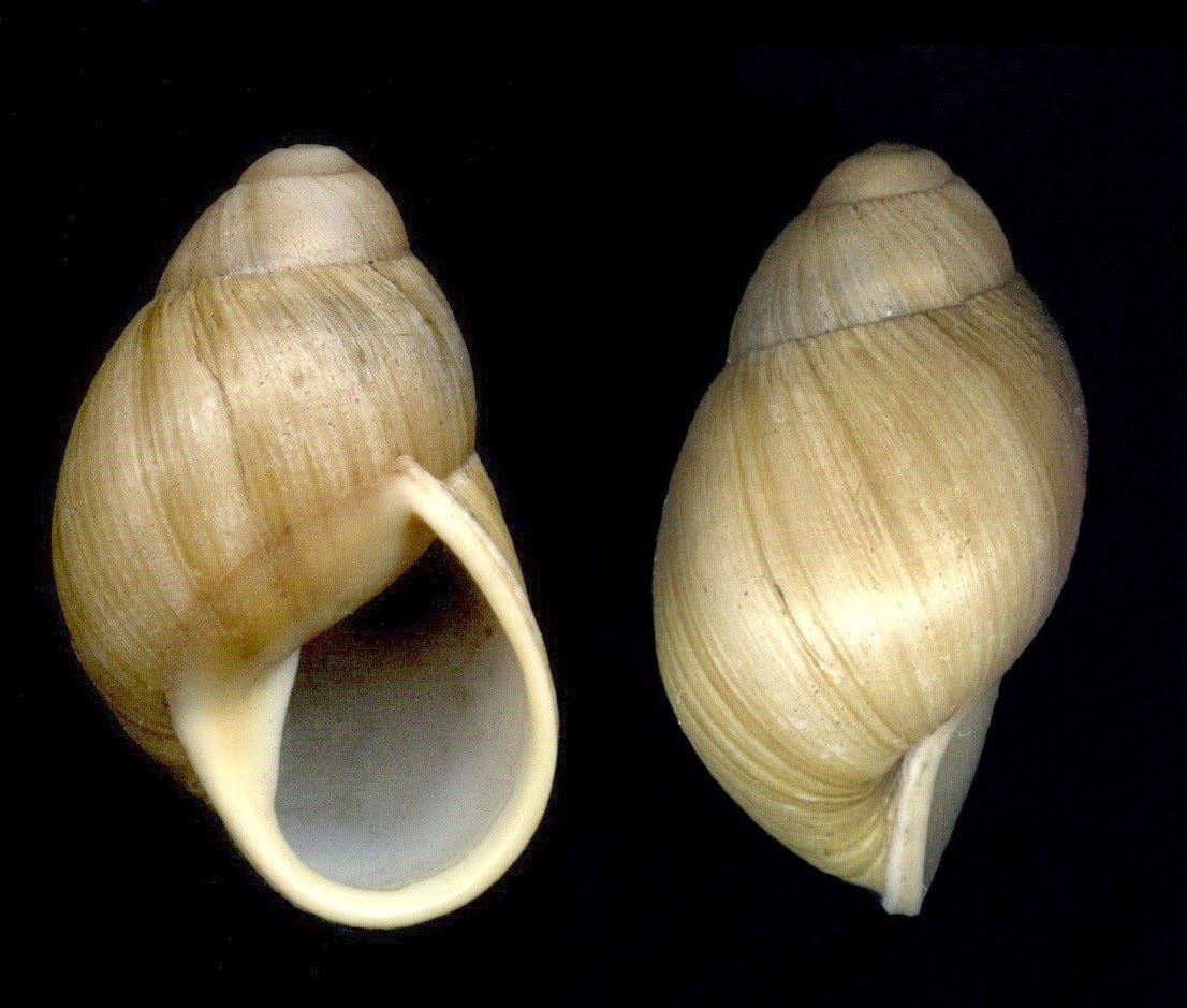 Moluscos terrestres de Argentina: marzo 2015