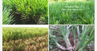 Hijauan Pakan Ternak Unggul: Perbedaan Rumput Odot, Gajah Dan Rumput ...