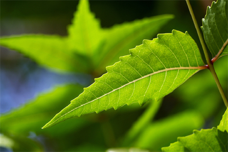 The Neem Tree ~ Study point