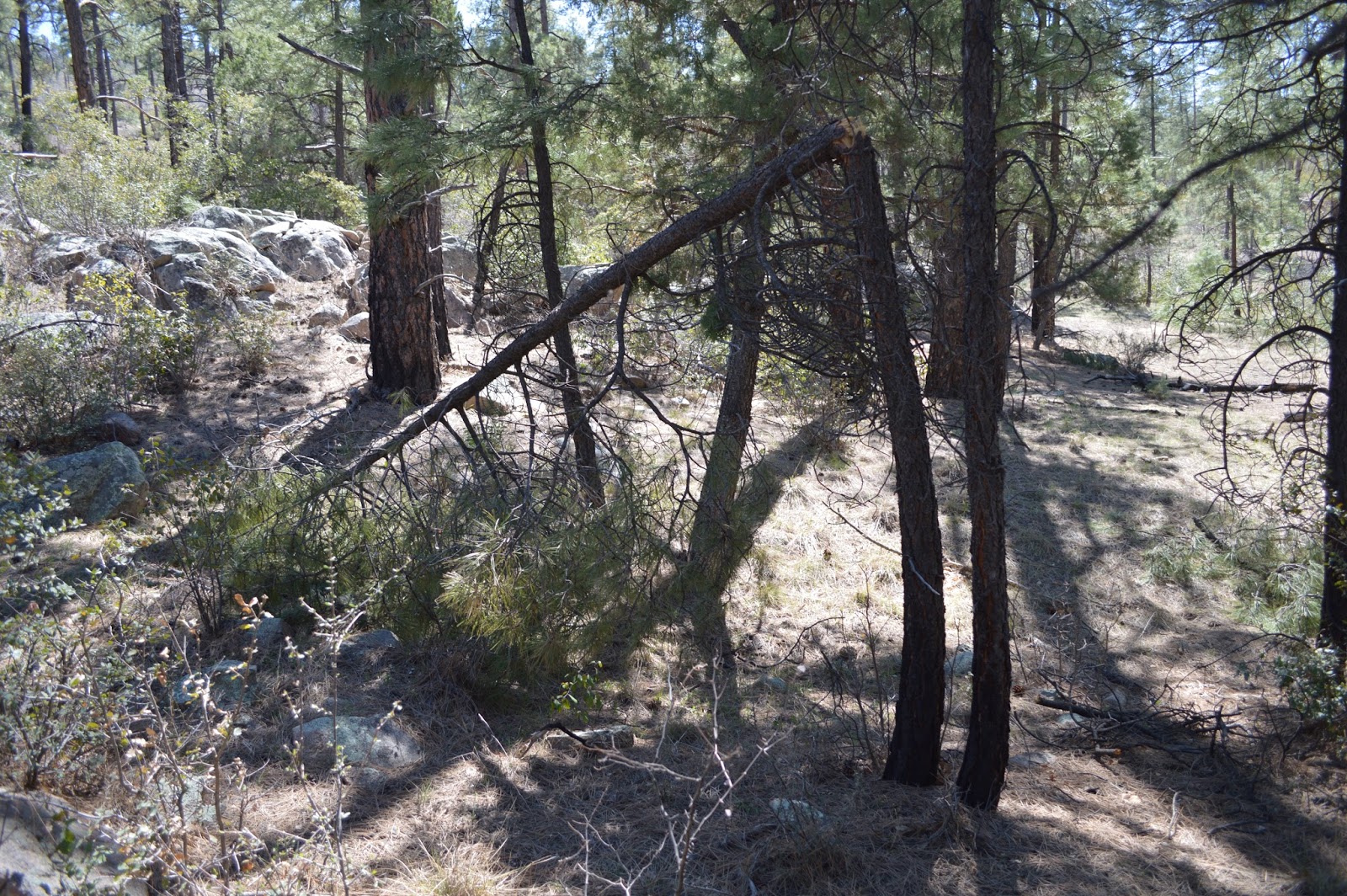 #PrescottAZHistory: 9 Cryptid Monsters of Arizona (UPDATE: Bigfoot near ...