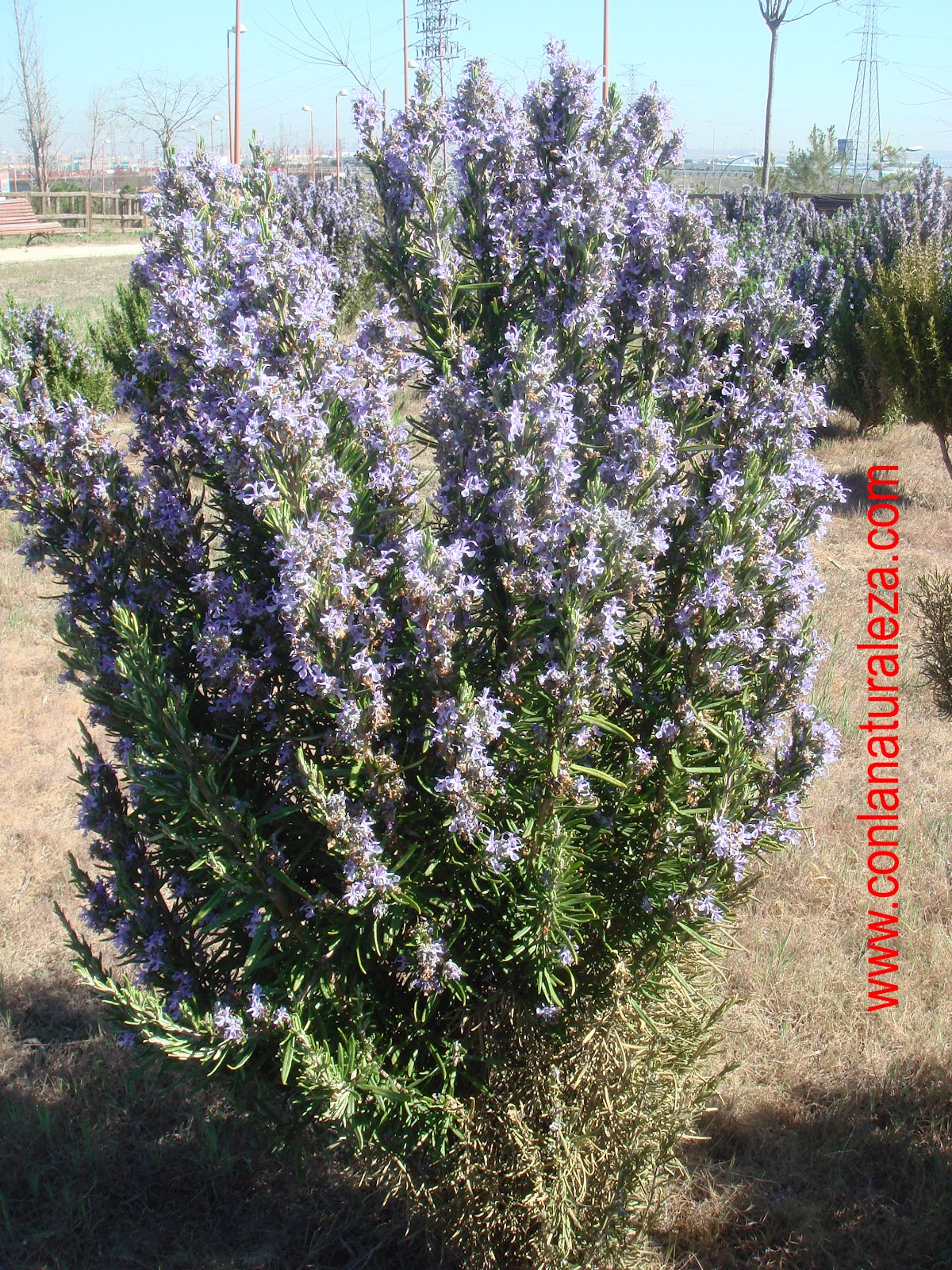 Flora urbana de Getafe: Romero