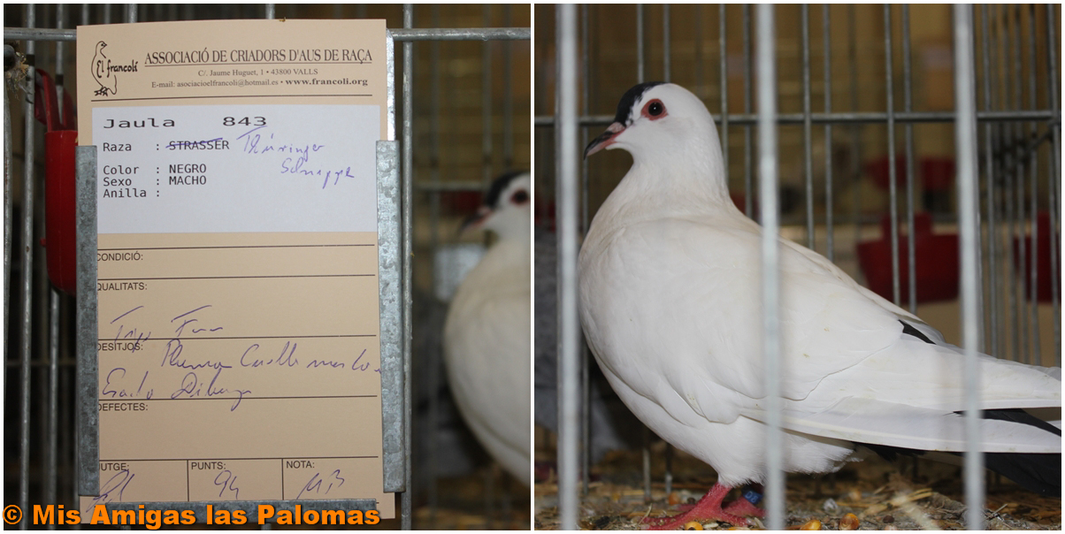 Mis amigas las palomas: Fotos palomas de raza