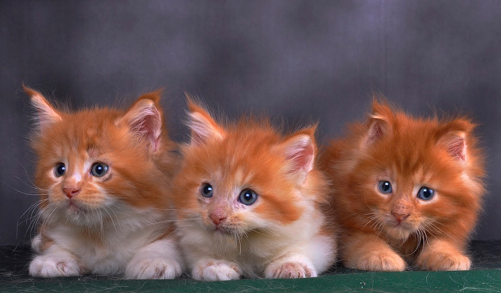 kucing kucing: Majalah Cat lovers, Majalah Online untuk pencinta kucing ...