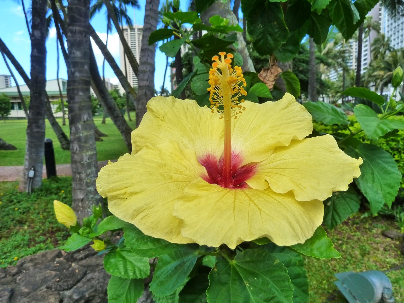 Marlene's Space: Hawaii's State Flower
