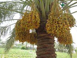 Super excellent health benefits of dates